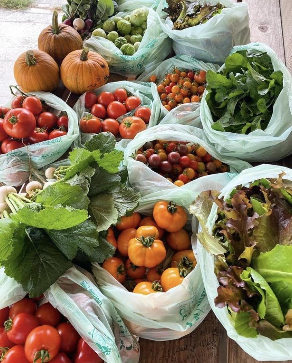 Giving Garden | Student Involvement | University of Washington Tacoma