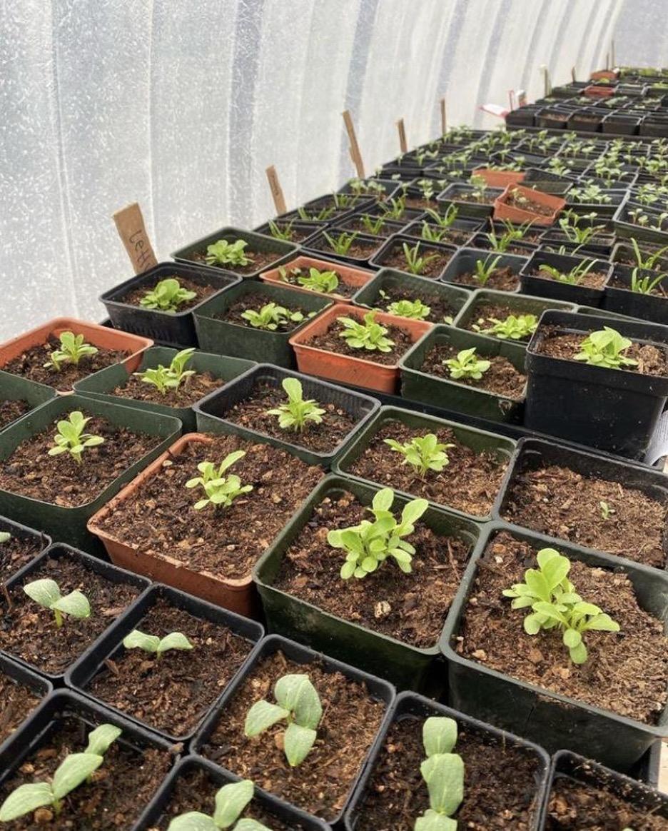 Giving Garden | Student Involvement | University of Washington Tacoma